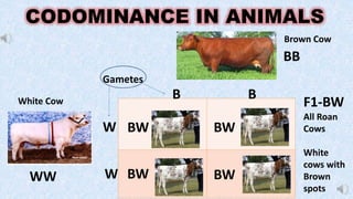 Codominance : Human Blood | PPTX