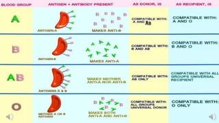 Codominance In Humans