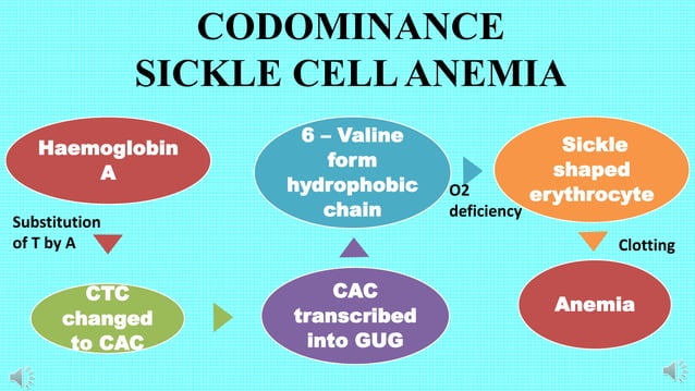 Codominance : Human Blood