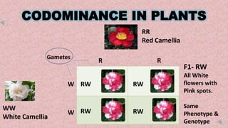 Codominance In Flowers