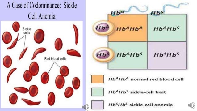 Codominance : Human Blood