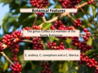 Presentation coffee | PPTX | Gardening | Home & Garden