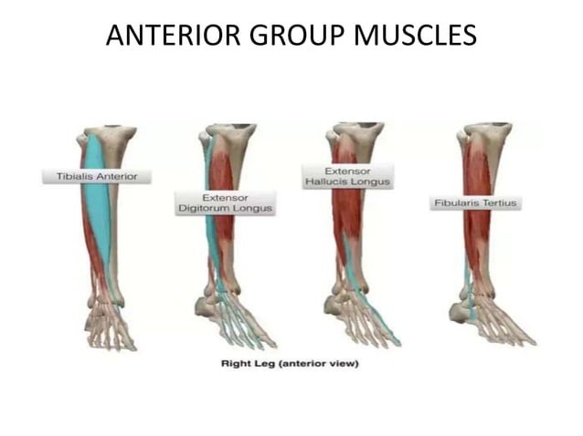 Presentationcommon%20peroneal%20nerve%20injury.pptx