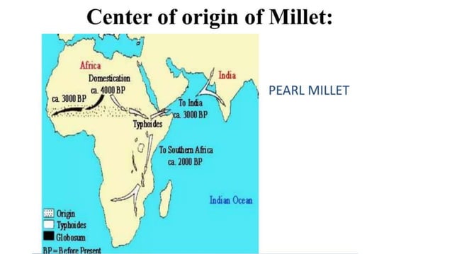 THE MILLETS | PPTX | Agriculture | Industries