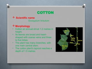 Presentation (Cotton Crop) that explains it | PPTX