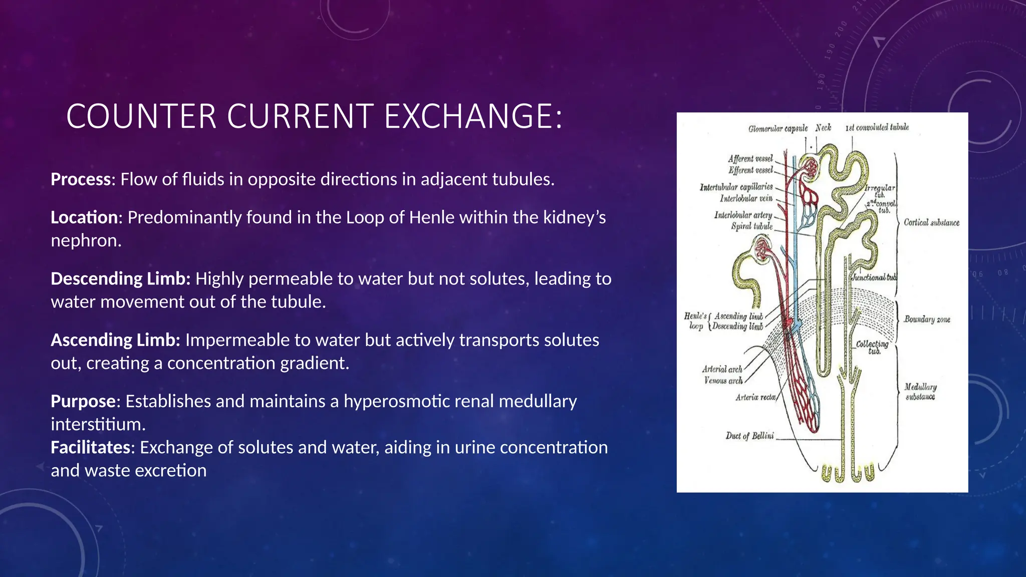 Countercurrent Exchange Presentation counter.pptx