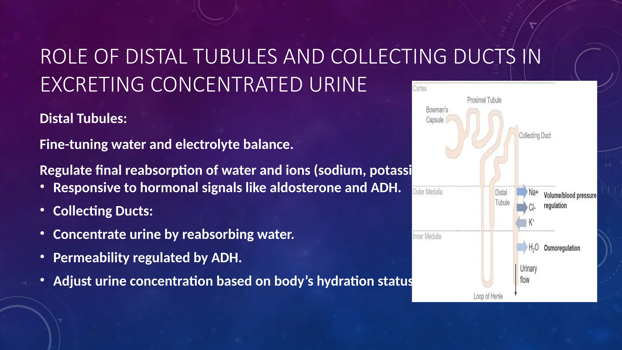 Countercurrent Exchange Presentation counter.pptx