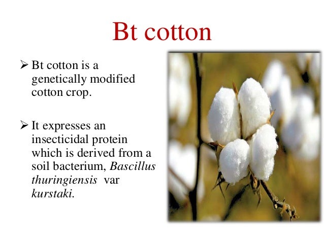 Change in pest scenario in the light of Bt cotton in India