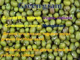 crop Green Gram | PPTX