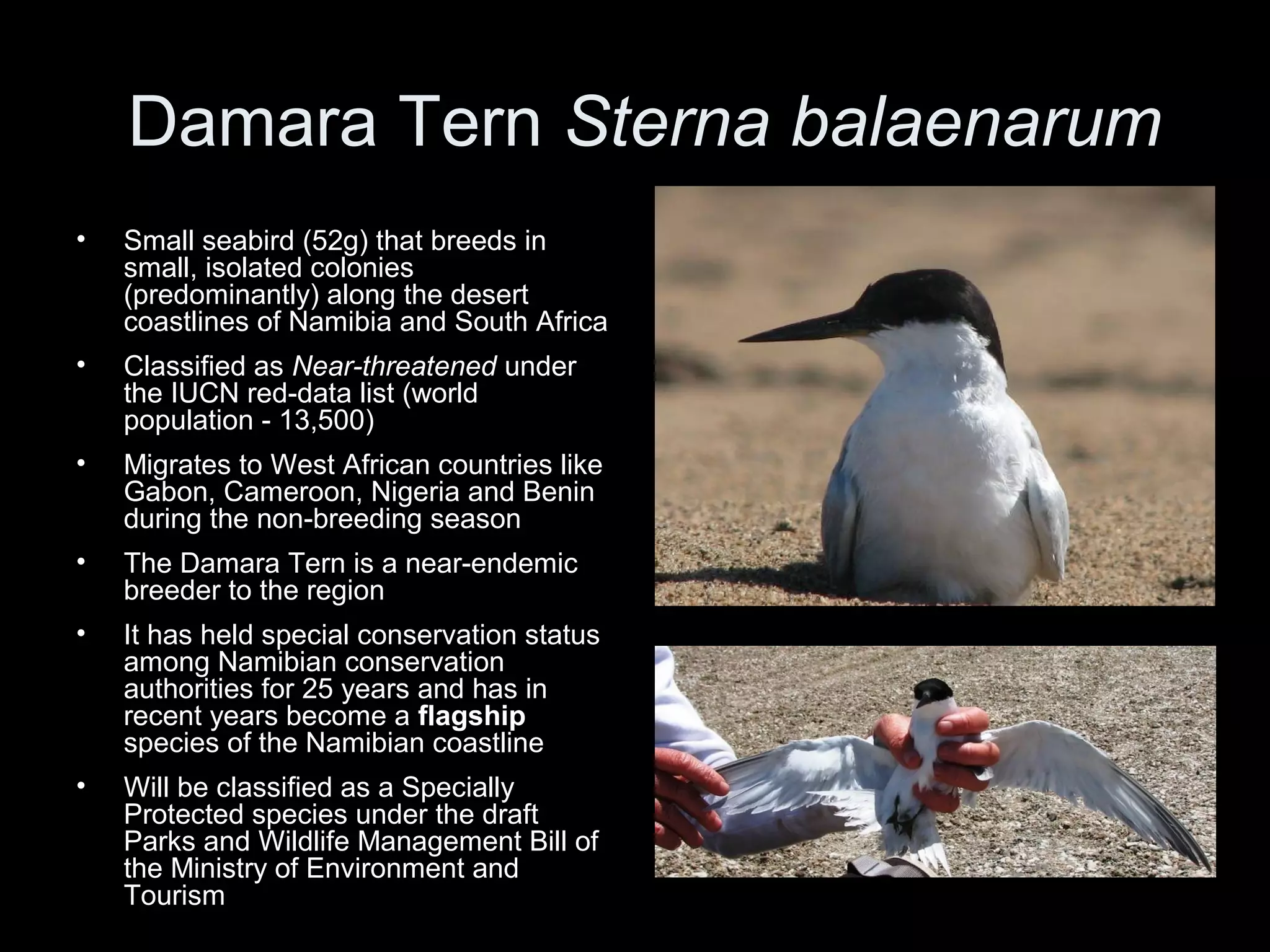 Diamond Mining Impacts on Breeding Damara Terns | PPT