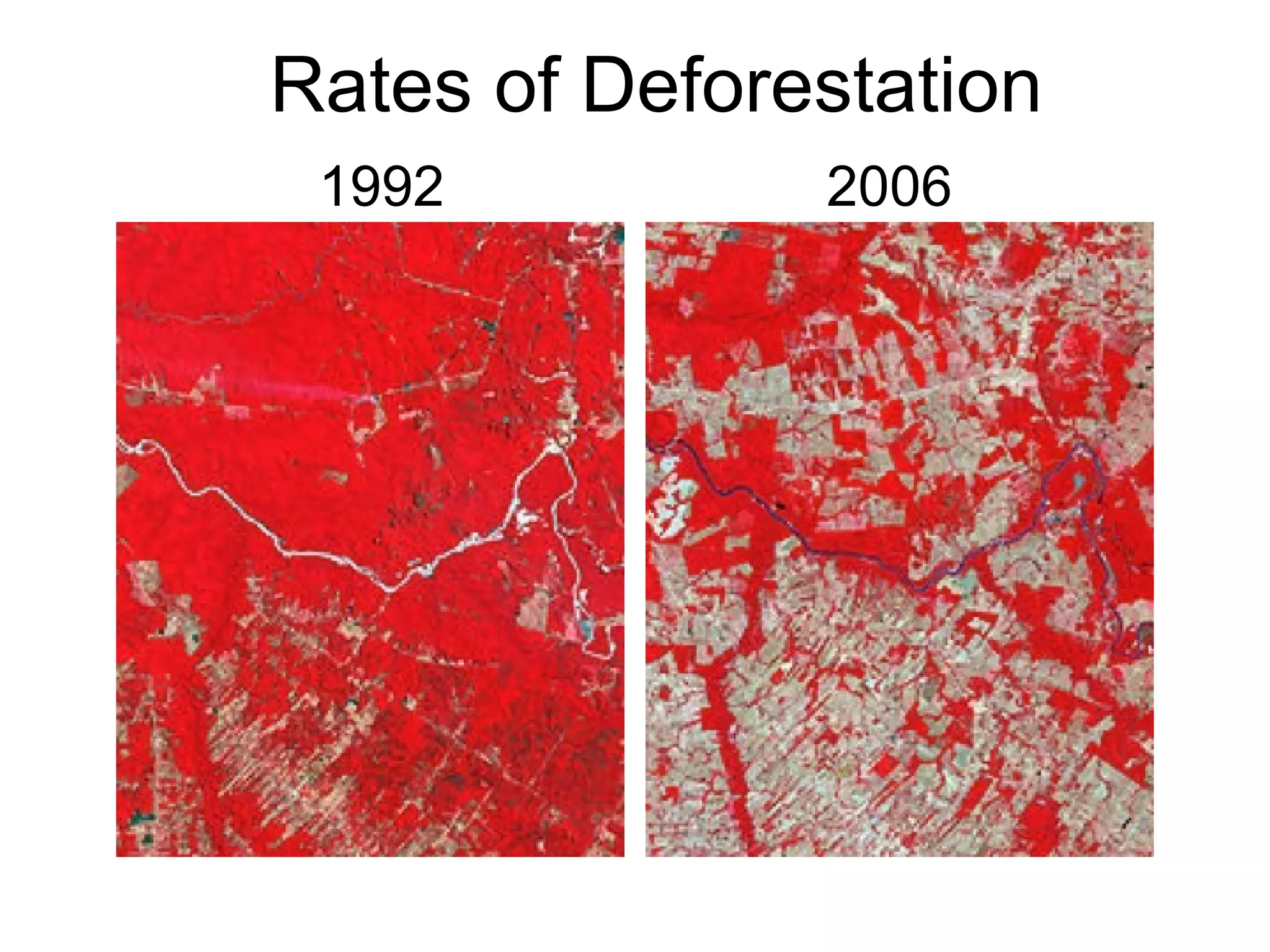 rainforest deforestation | PPT