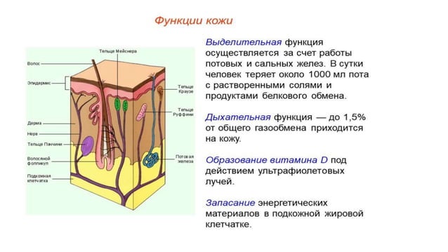 Presentation derma.pptx