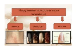 Presentation derma.pptx