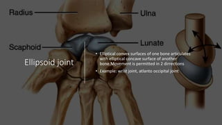 Joints | PPT