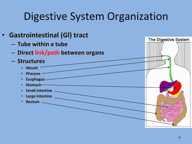 The presentation on the Digestive system | PPT
