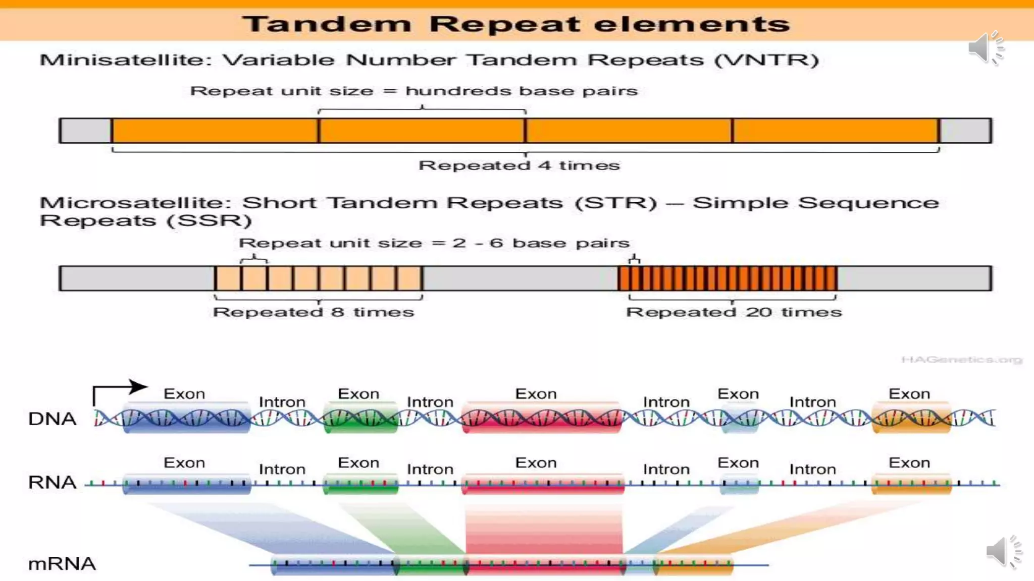 Molecular Basis of Inheritance : DNA Profiling : Brief History and ...