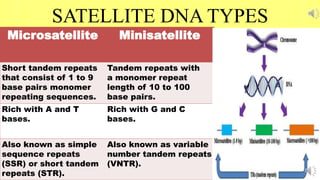 Molecular Basis of Inheritance : DNA Profiling : Brief History and Satellite DNA | PPTX ...