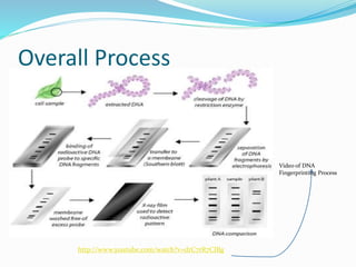Dna Fingerprinting Process In Steps