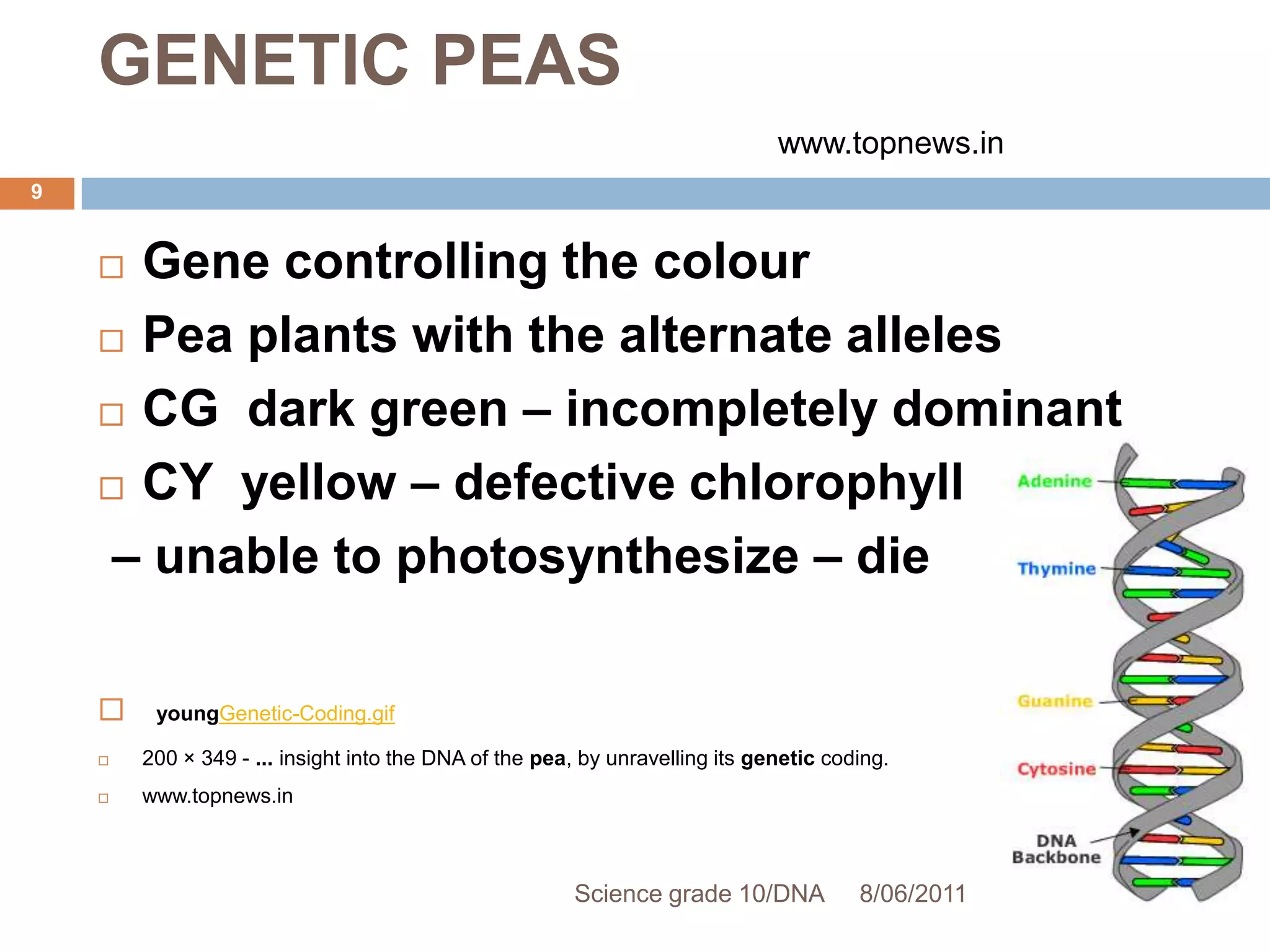 Presentation dna grade 10 | PPTX