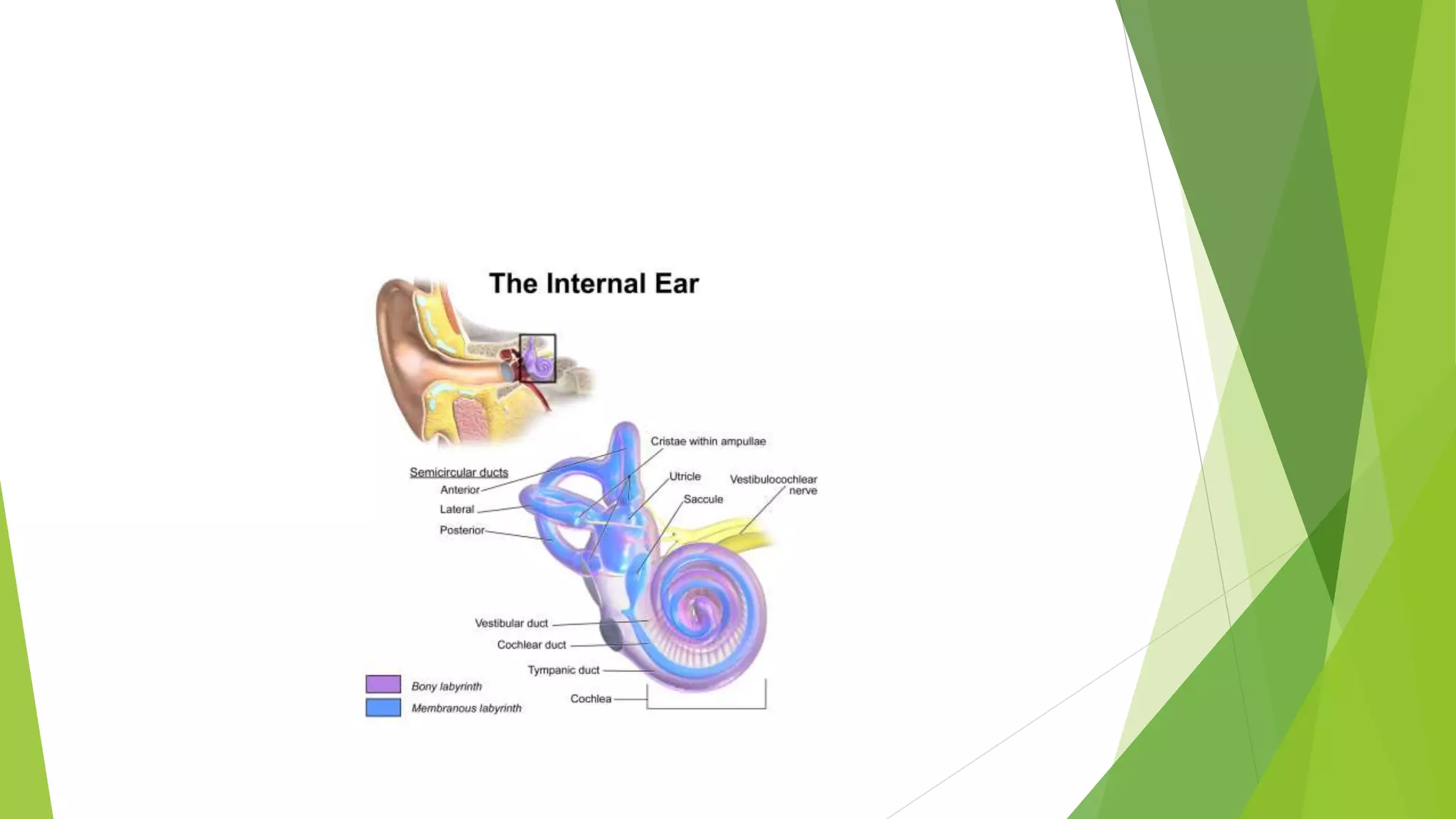 Presentation Ear.pptx