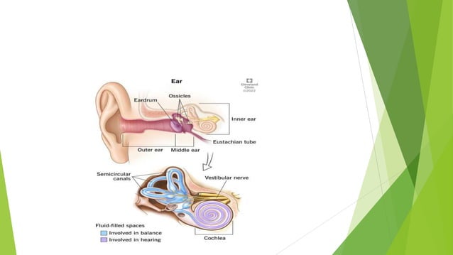Presentation Ear.pptx