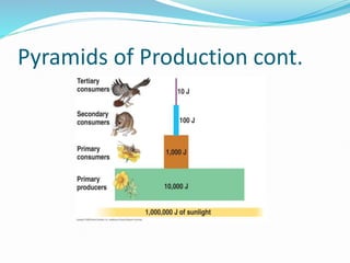 presentation_ecological_pyramids_1445500393_136286.ppt