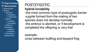 Ecology-Macroevolution | PPTX | Genetics | Science