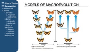 Ecology-Macroevolution | PPTX | Genetics | Science