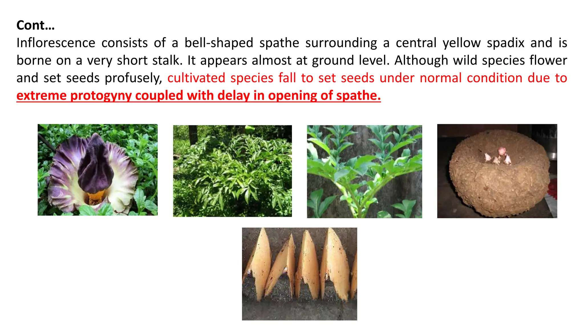 Scientific Cultivation of Elephant Foot Yam (Amophophallus campanulatus ...