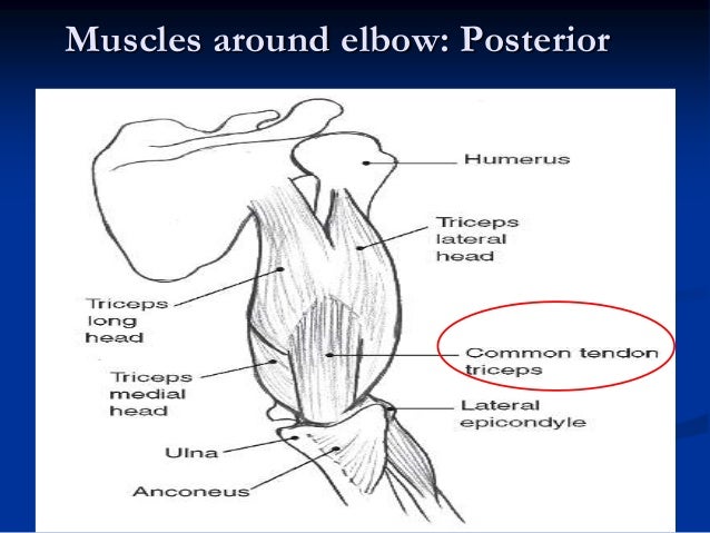 Tendons Of The Elbow Anatomy