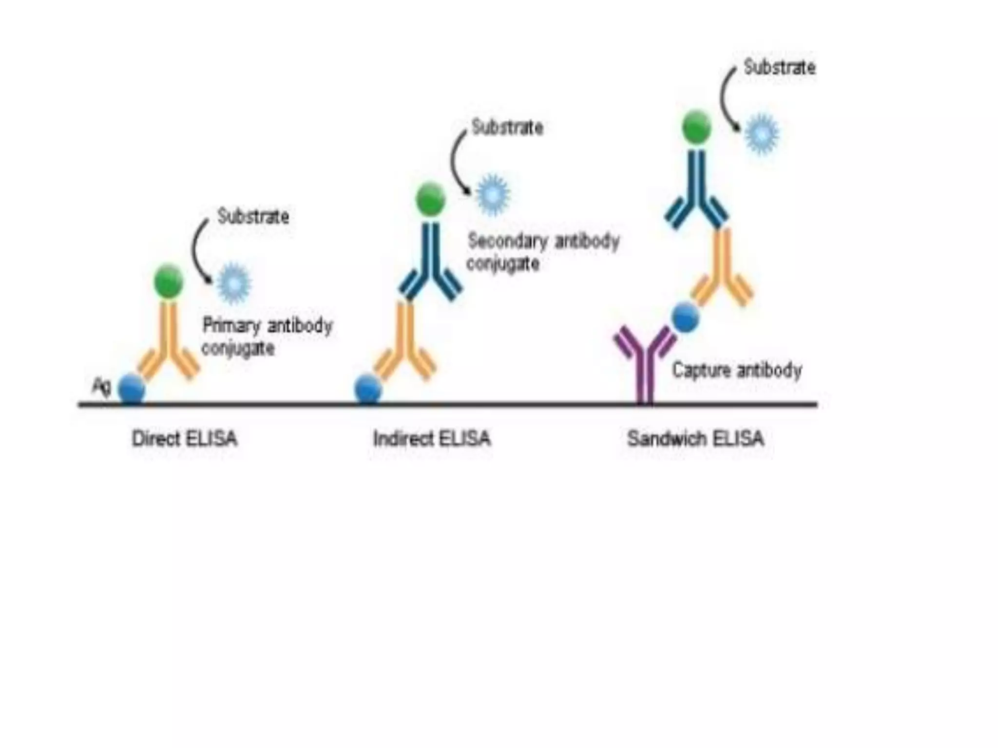 Presentation elisa ppt | PPT