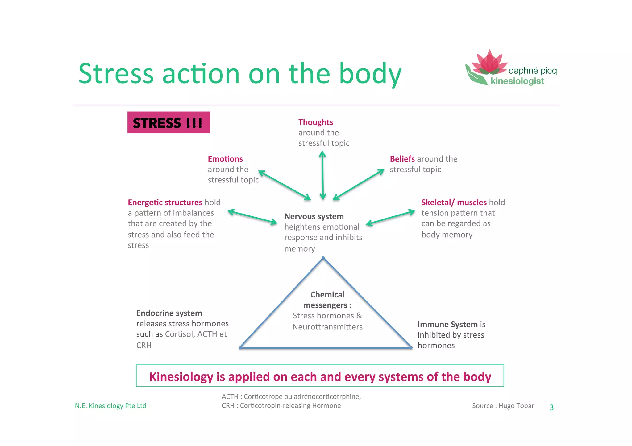 What is kinesiology? | PDF | Physical Therapy | Wellness