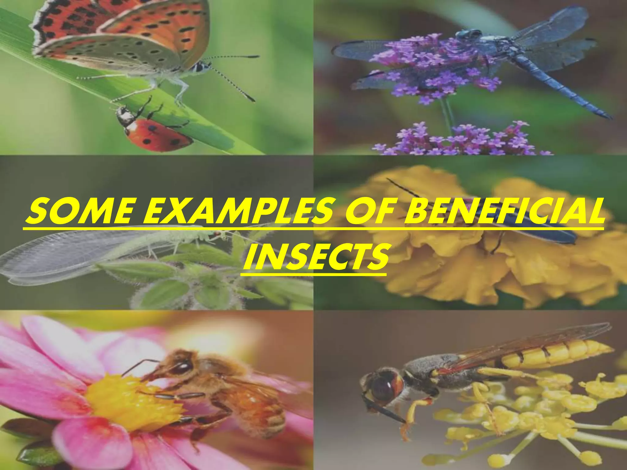 beneficial insects (ladybird beetle) | PPT