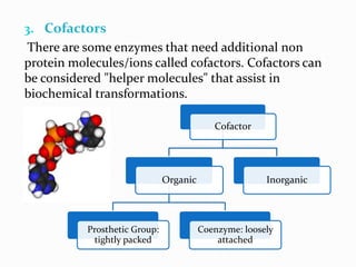 enzymes | PPT