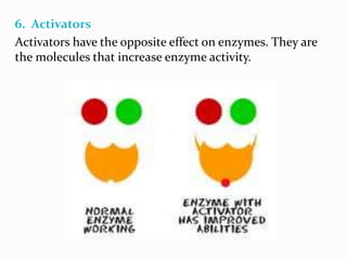 enzymes | PPT