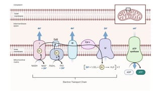 Presentation ETC and mechanism of electron movement.pptx