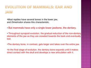 evolution of mammals by davendran | PPTX