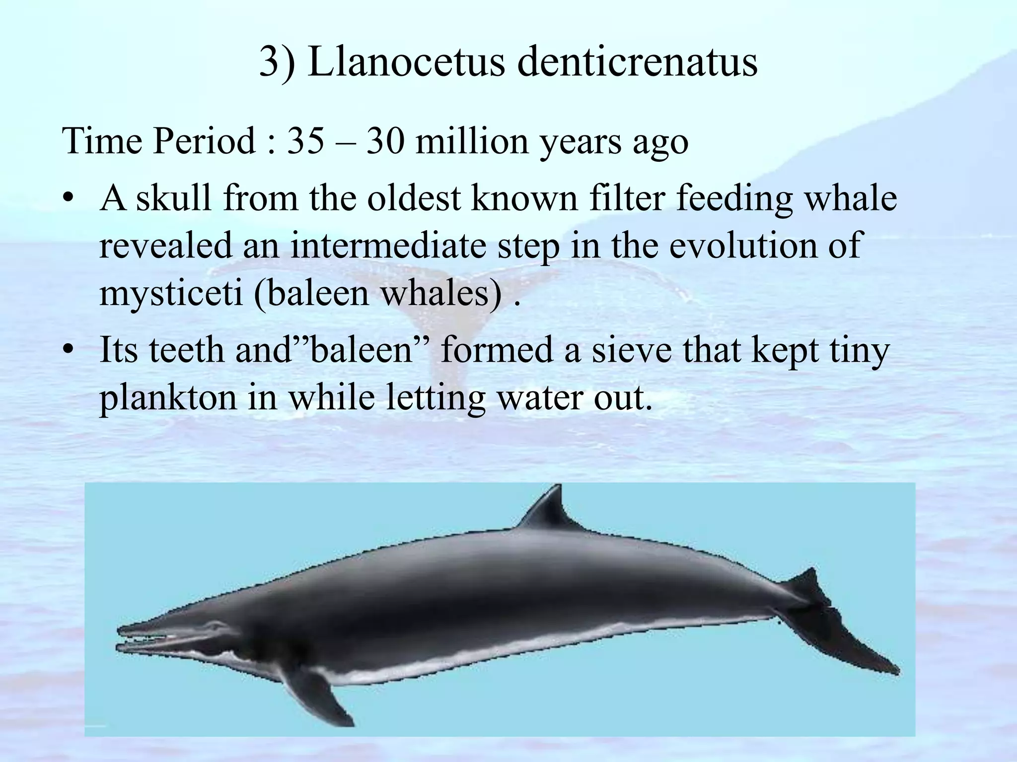 Presentation (evolution of whales) | PPTX
