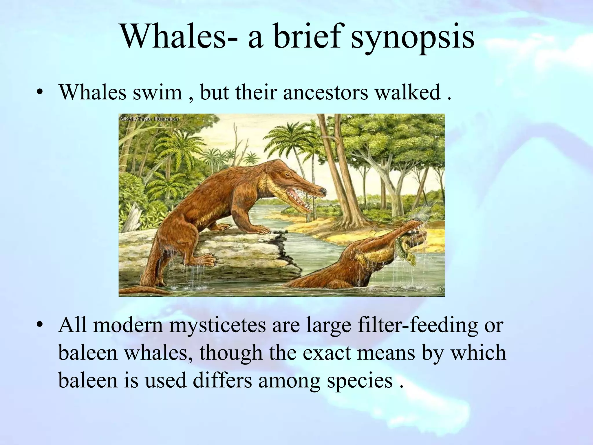 Presentation (evolution of whales) | PPTX