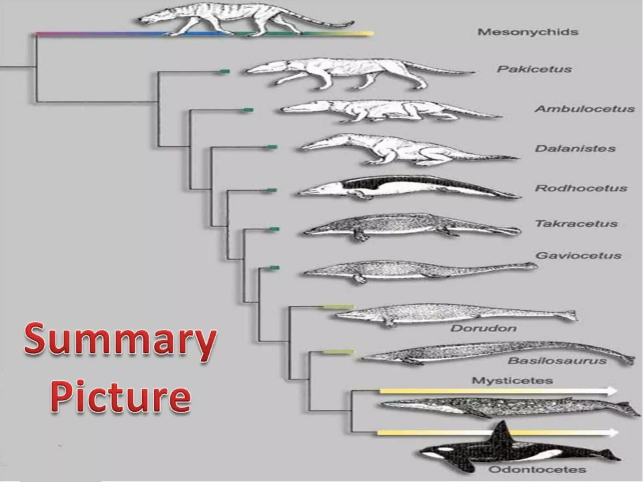 Presentation (evolution of whales) | PPTX