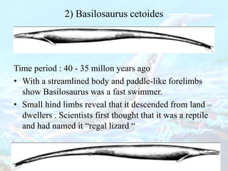Presentation (evolution of whales) | PPTX