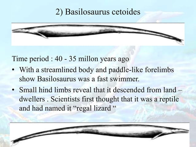 Presentation (evolution of whales) | PPTX