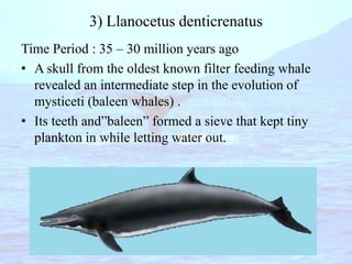 Presentation (evolution of whales) | PPTX