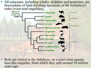 Presentation (evolution of whales) | PPTX