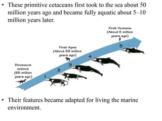 Presentation (evolution of whales) | PPTX