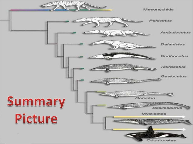 Presentation (evolution of whales) | PPTX