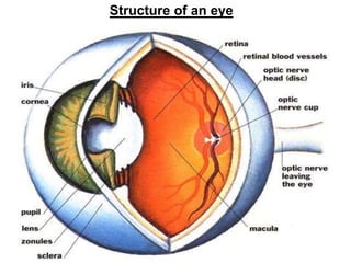 Structure of eye and instillation of opthalmic sol. in eye ppt | PPTX