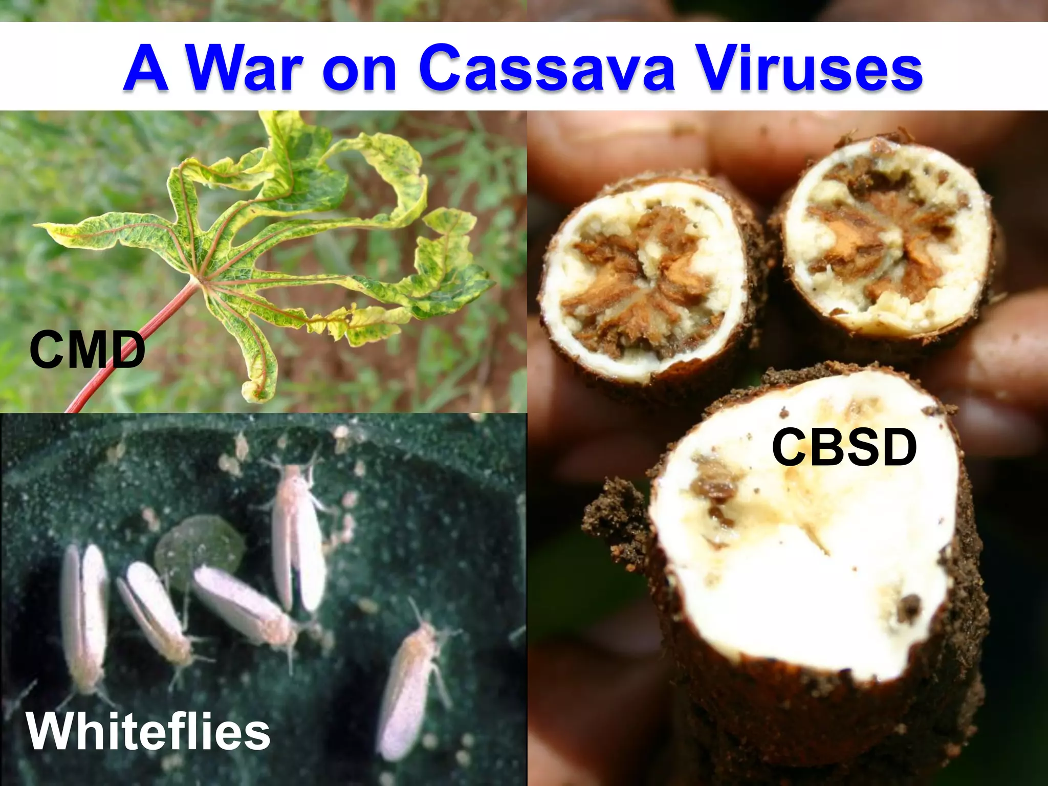 Global Cassava Partnership for the 21st Century (GCP21), a cassava ...