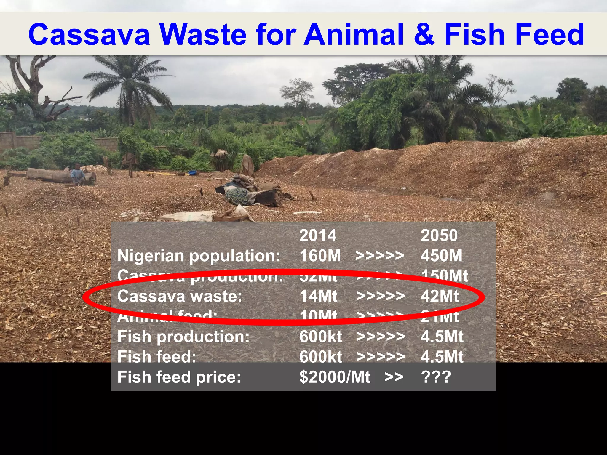 Global Cassava Partnership for the 21st Century (GCP21), a cassava ...