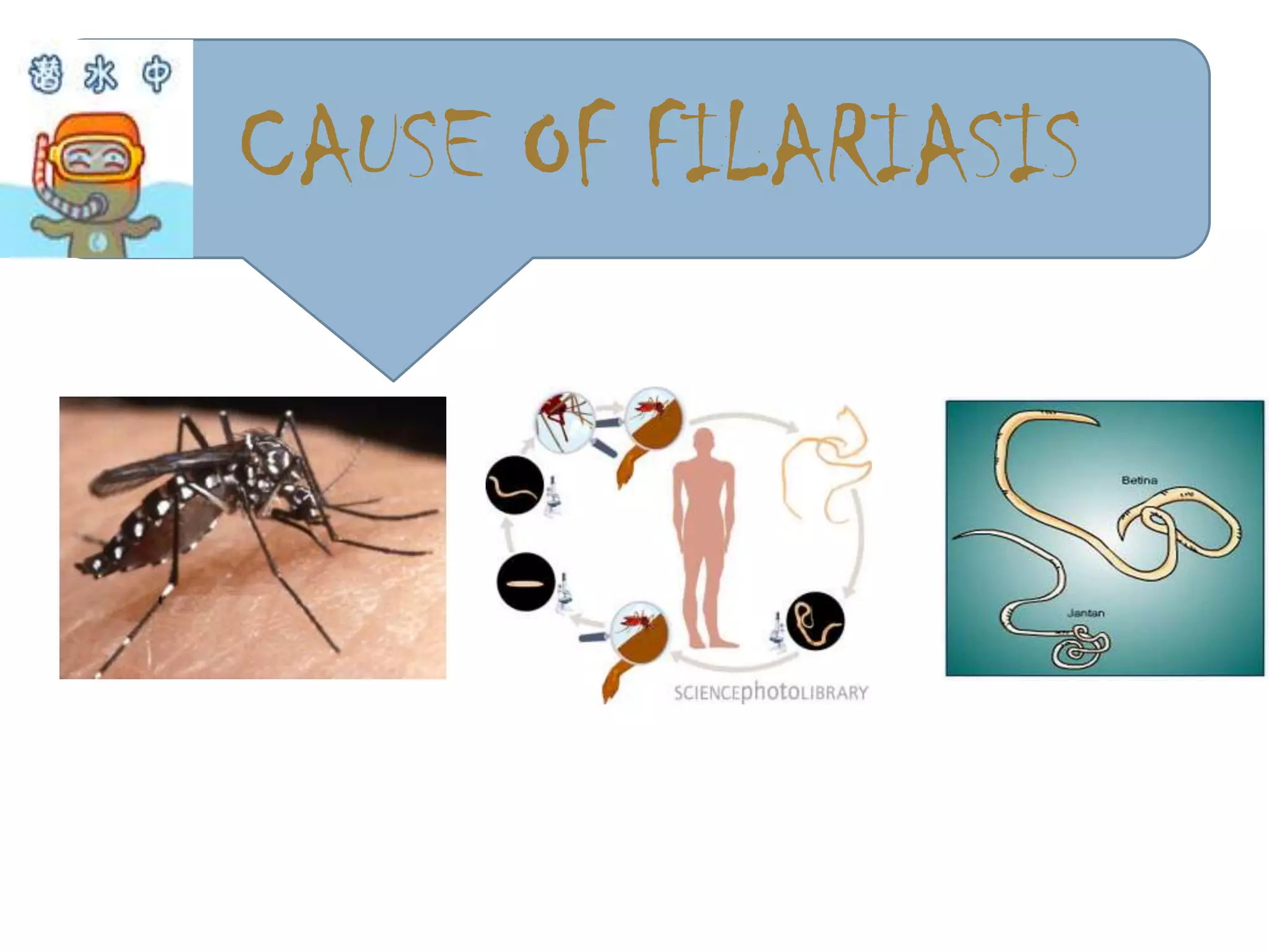 Presentation filariasis | PPTX